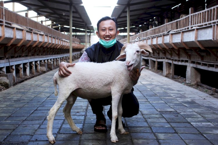 Motion Graphic Tata Cara Penyembelihan Hewan Qurban Yang Benar 2020 – t3mu